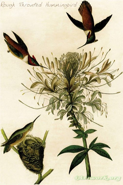 John James Audubon Rough Throated Hummingbird Painting - iArtWork.org